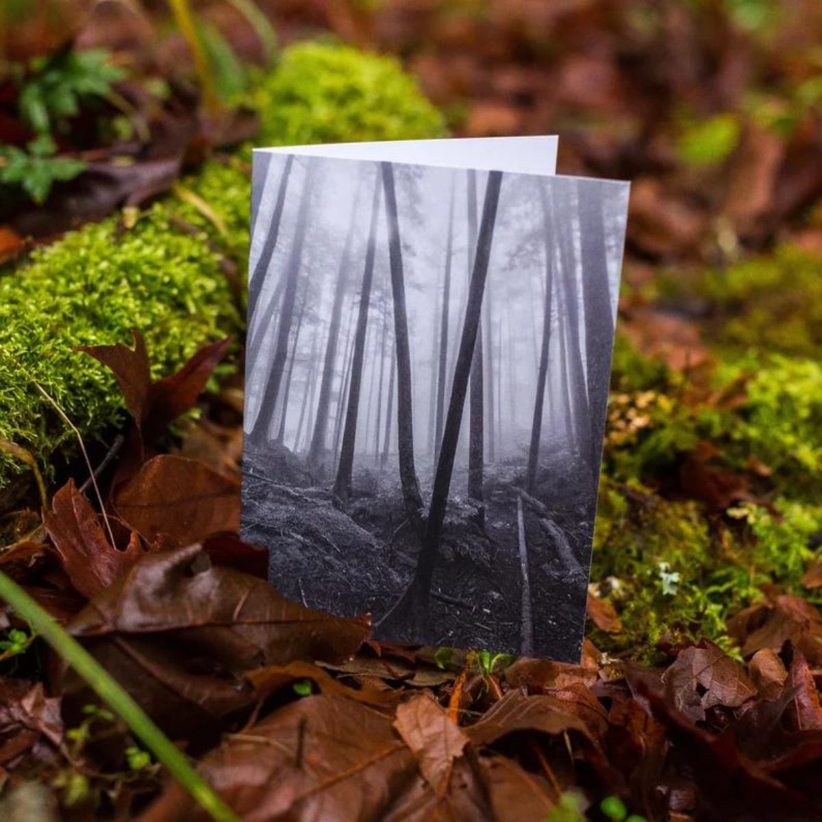 BC Art Greeting Card - Trees in Love on Bowen Island by Kyle Graham ...