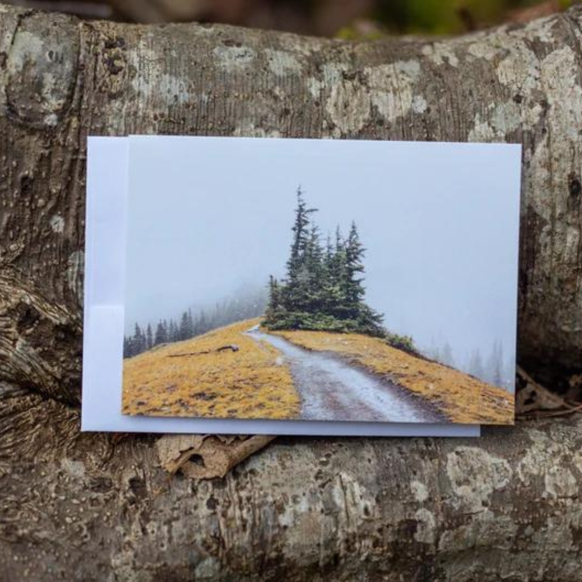 Greeting Card - Winter Path by Kyle Graham – All The Good Things From BC